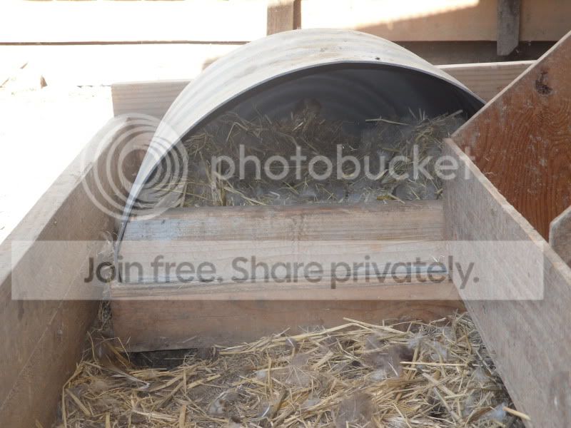 Duck Nesting Boxes | BackYard Chickens - Learn How to Raise Chickens