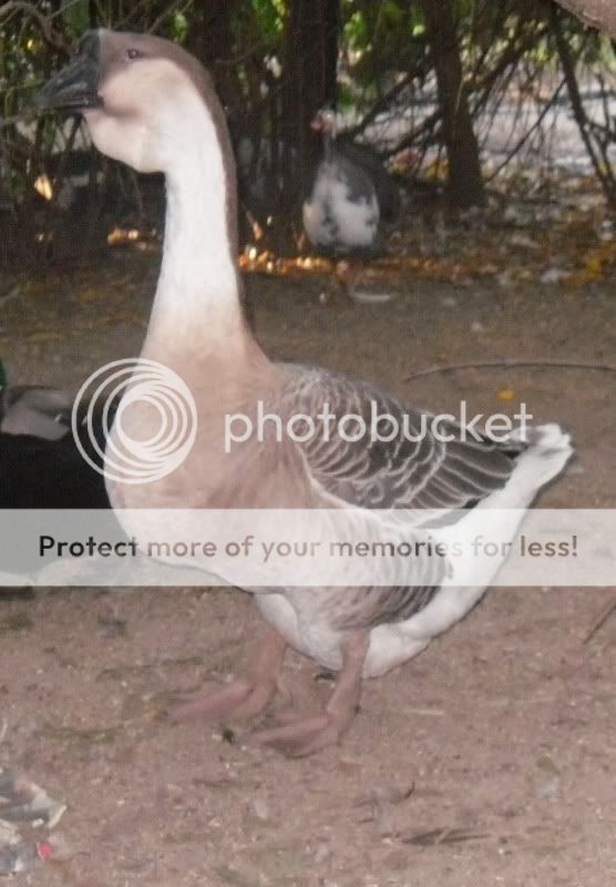 Dewlap African Geese...Post pics!!! | Page 4 | BackYard Chickens ...