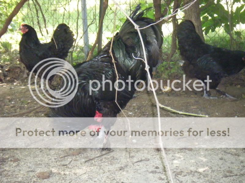 best action shots | Page 2 | BackYard Chickens - Learn How to Raise ...
