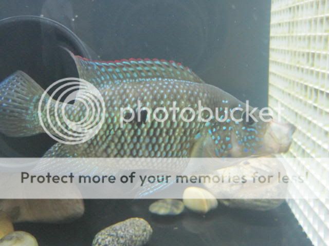 Umbee Female.. | MonsterFishKeepers.com