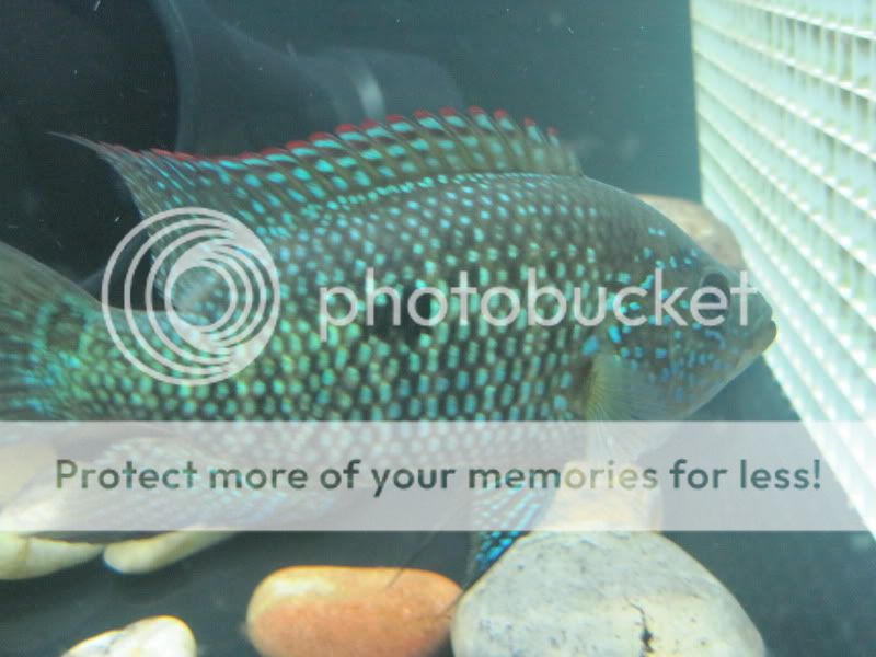 Umbee Female.. | MonsterFishKeepers.com