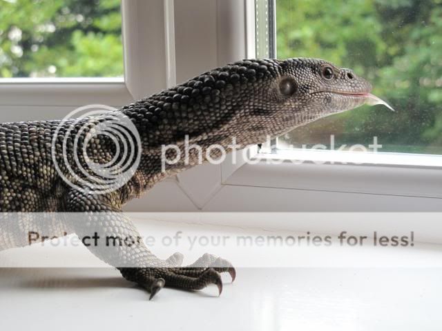 W Midlands - Adult Male Varanus Dumerilii (Dumeril's Monitor) | Reptile ...